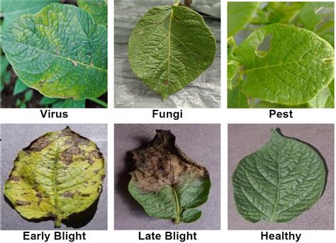 Potato Disease Classification Dataset Ieee Dataport