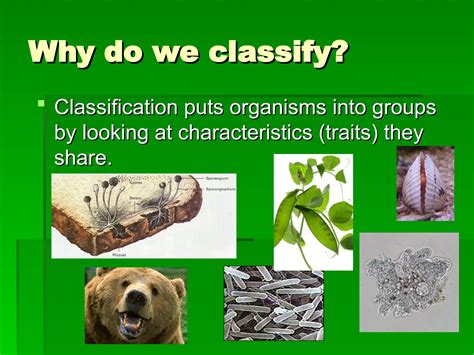 Classification Taxonomy Powerpoint Presentation Ppt