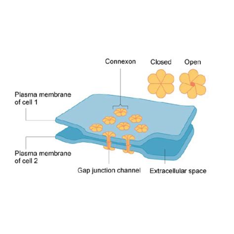 Biology Chapter Cell Structure