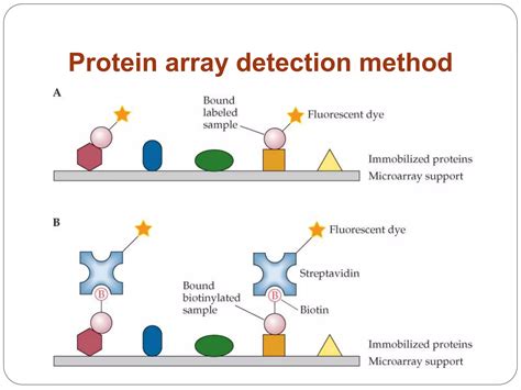 Protein Microarrays Pptx