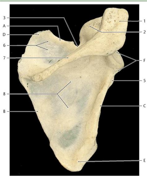 Scapula Labeling Diagram Quizlet