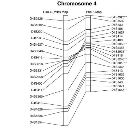 Human Microsatellite Marker Loci Locations On Genetic Linkage Map Of