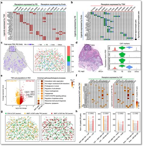 Nat Commun︱范骁辉 徐骁 陈华钧团队合作开发基于空间转录组的细胞间通讯推断新方法spatalk 知乎