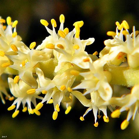 Serenoa Repens Identification Health Benefits Uses Invasive