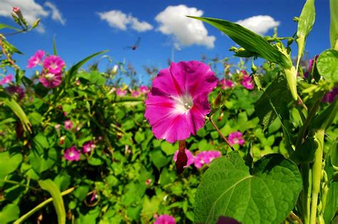 덩굴식물 둥근잎나팔꽃