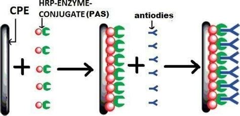 Schematic Representation Of The Preparation Of An Immuno Detection