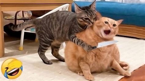 Самые смешные животные Приколы с котами и собаками 2023 Youtube