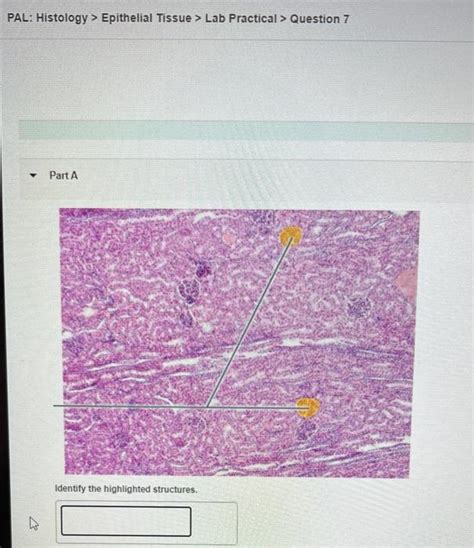 Solved PAL Histology Epithelial Tissue Lab Practical Chegg Com