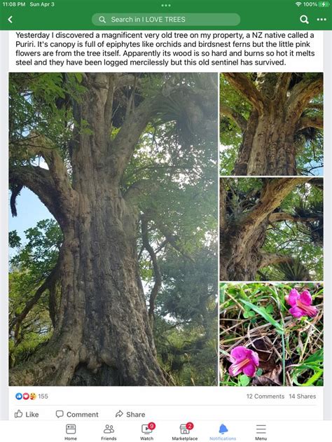 Pin Von Christine Lindstrom Auf Trees Of Age