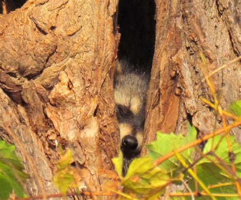 Tree Cavities In The Hills