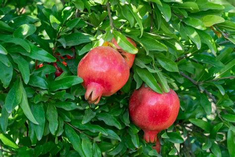 How To Grow Pomegranates Expert Tips For A Bountiful Harvest My