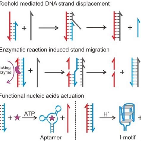 reconfigurable elements and strategies for building dmms a toehold