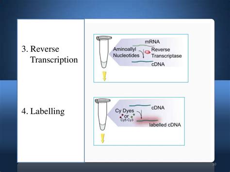 Dna Microarray Dna Chips