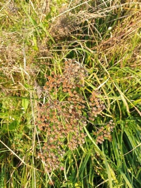 How To Grow Scirpus Cyperinus Earthone