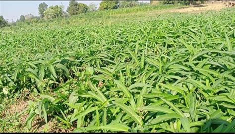 နတ်မောက်မြို့နယ်တွင် ရာသီအလိုက် ဟင်းသီးဟင်းရွက်မျိုးစုံ တစ်နိုင်တစ်ပိုင