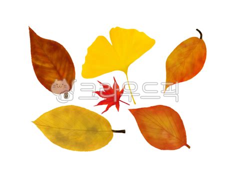 낙엽 단풍 단풍잎 은행잎 단풍잎누끼 사진이미지일러스트캘리그라피 Jhsarah작가