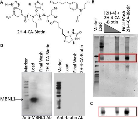 Figure 3 From Covalent Small Molecule Rna Complex Formation Enables Cellular Profiling Of Small