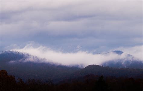 Chasing Trees Linkedin