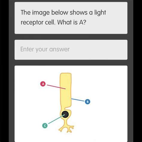 Free The Image Below Shows A Light Receptor Cell What Is A Enter