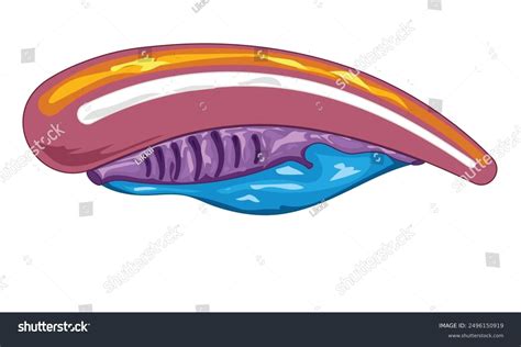 Vector Illustration Chordate Features Anatomy Diagram Stock Vector