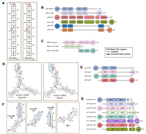 Model Mrna Protein Interactions Green Boxes Represent Target Rna