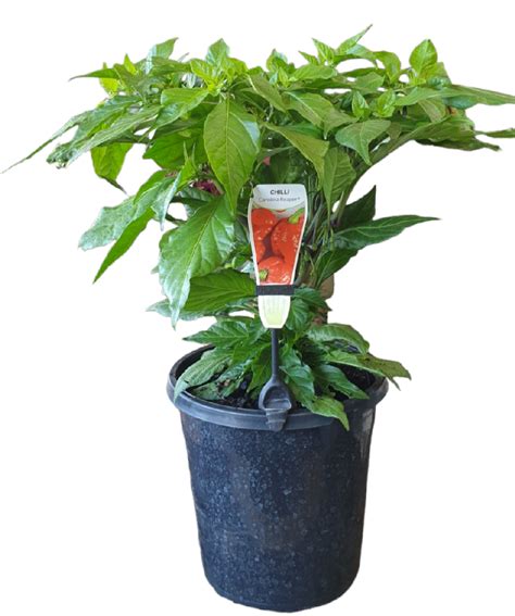 Chilli Carolina Reaper 200mm The Garden Feast