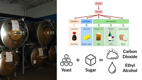 Pasteurization Definition Types Process Uses Biology Notes Online