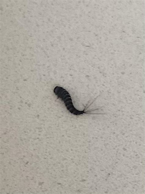 Found This Worm Thing Rwhatbugisthis