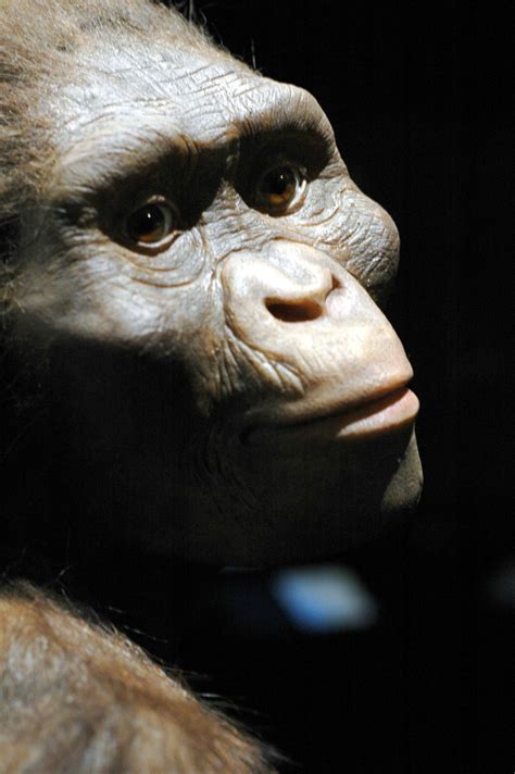 World Famous Lucy Fossil Travels To New York City