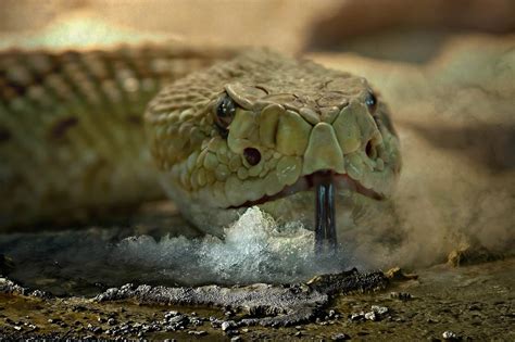 5 Most Harmful Pythons On The Earth News Directory 3 5 Most Harmful Pythons On The Earth News Directory 3