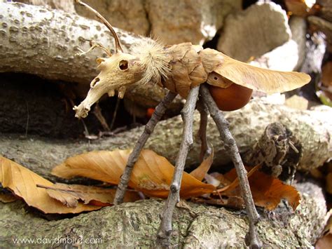 About David M Bird David M Bird