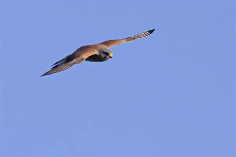 Kestrel Birdforum