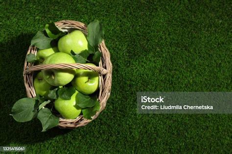 잔디에 고리버들 바구니에 잎이 있는 익은 녹색 사과 최고 전망 텍스트 공간 0명에 대한 스톡 사진 및 기타 이미지 0명