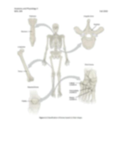 SOLUTION Lab Iv Skeletal System Studypool