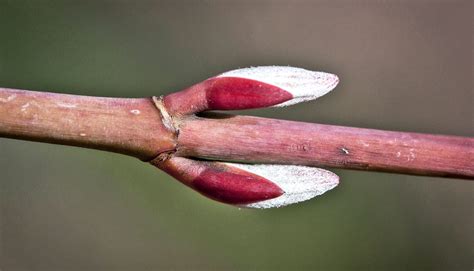 These Maple Trees Switch Their Sex After Physical Damage Futurity