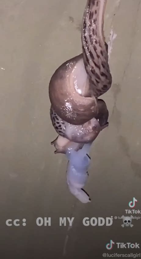 People On TikTok Are Discovering How Slugs Mate