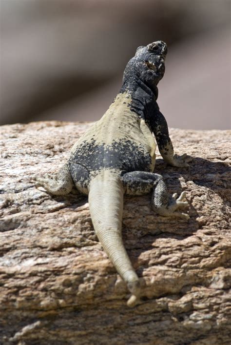 Chuckwalla Nevada Department Of Wildlife