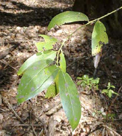 Common Symptoms Of Phytophthora Ramorum Infection On Leaves Of Download Scientific Diagram