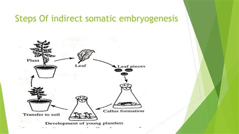 Embryogenesis Pptx