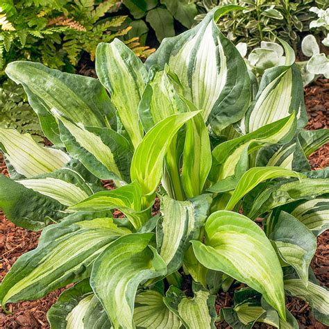 Guardian Angel Hosta | Shade Perennials for Sale | Breck's
