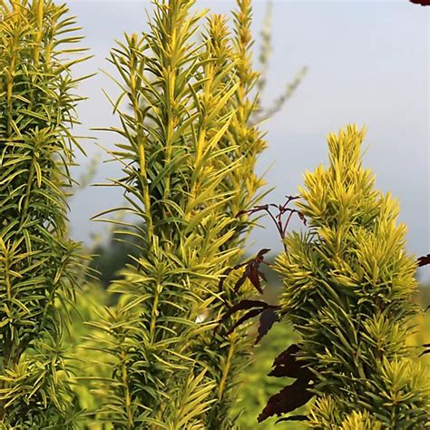 Taxus Baccata Shining Light In 9cm Pot Dwarf Fastigiate Yew