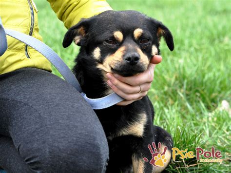 Bobik Schronisko Psie Pole Śliczny Podpalany Piesek