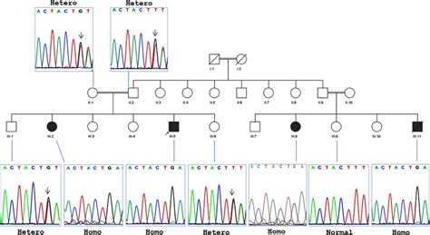 Pedigree And Segregation Analysis Of The Slc29a3 Gene Mutation Download Scientific Diagram