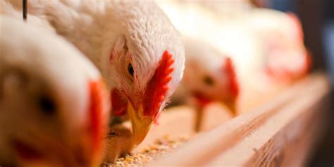 The Importance Of Particle Size In Broiler Diets