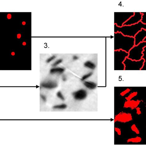 Separation Process Of The Particles Converting Raw Gray Value Images Download Scientific