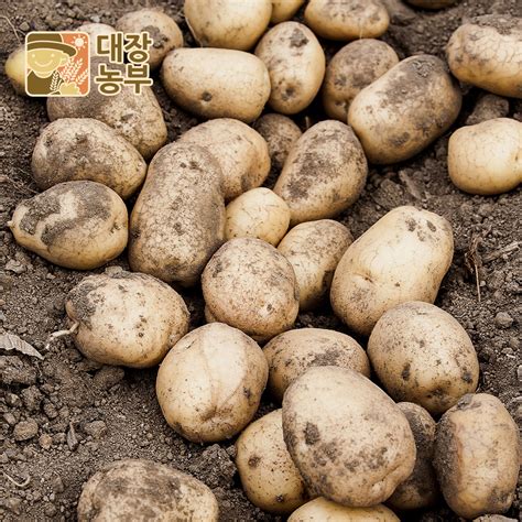 현대장터 제주 직송 햇감자 수미감자 5kg 대