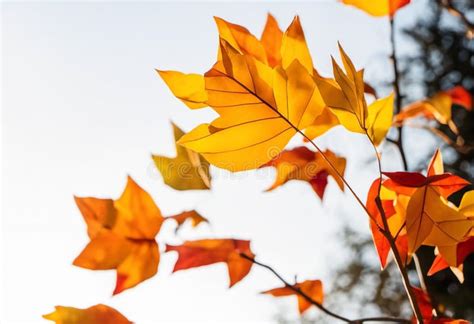 Ai Generated Illustration Of An Array Of Vibrant Colored Leaves Illuminated By The Sun Stock