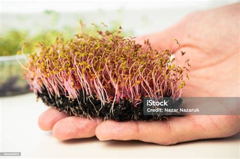 흰색 배경에 남성의 손에 빨간 아마란스 마이크로 그린 손바닥의 토양에서 자라는 아마란스 싹이 닫힙니다 건강관리와 의술에 대한 스톡 사진 및 기타 이미지 Istock