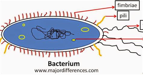 Difference Between Pili And Fimbriae Major Differences