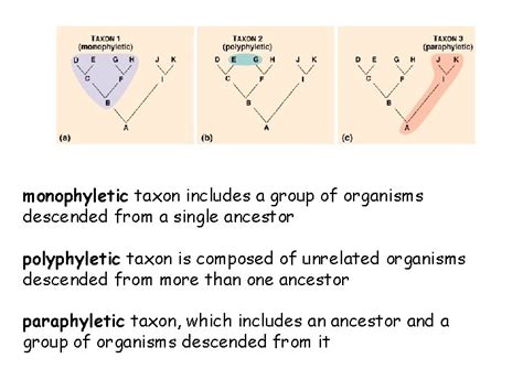 The Tree Of Life Phylogeny Phylogenetics Phylogenetic Trees